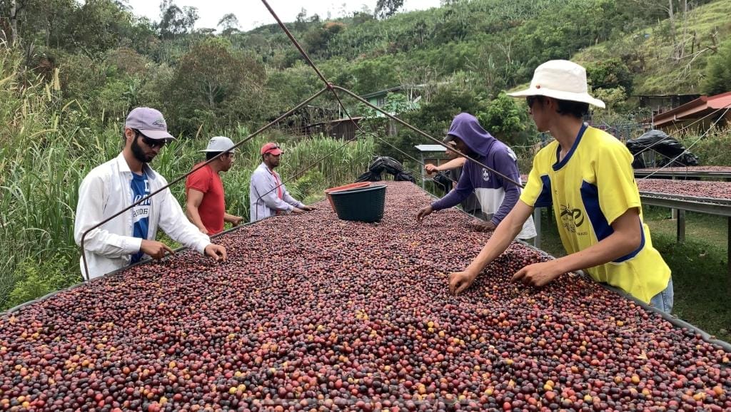 Post-Harvest Coffee Processing: Natural | Royal New York
