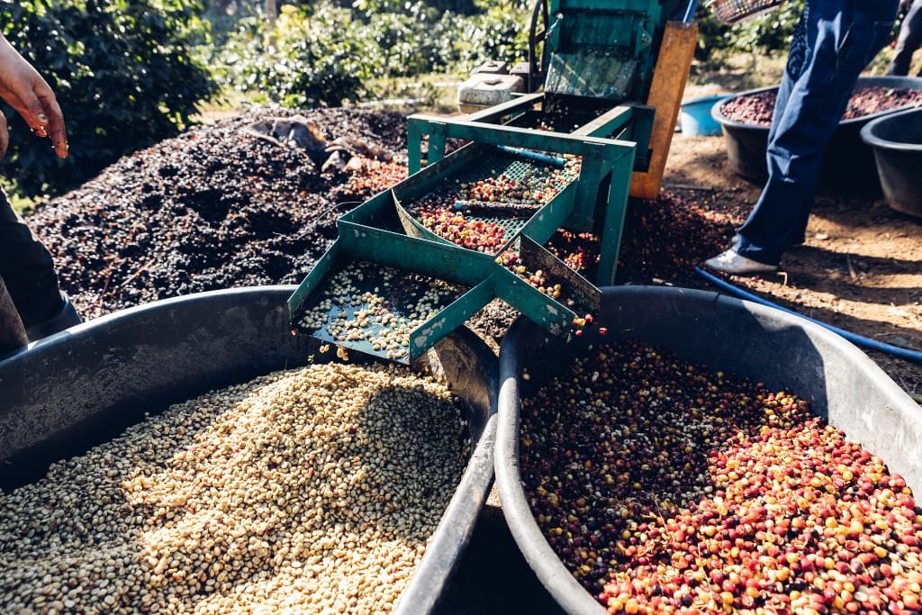 2024 Guide to Green Coffee Import Origin Arrivals | Royal New York