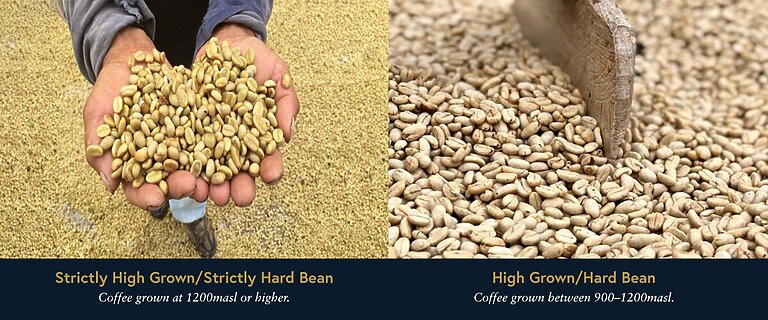 Coffee Grades 101 | Royal New York